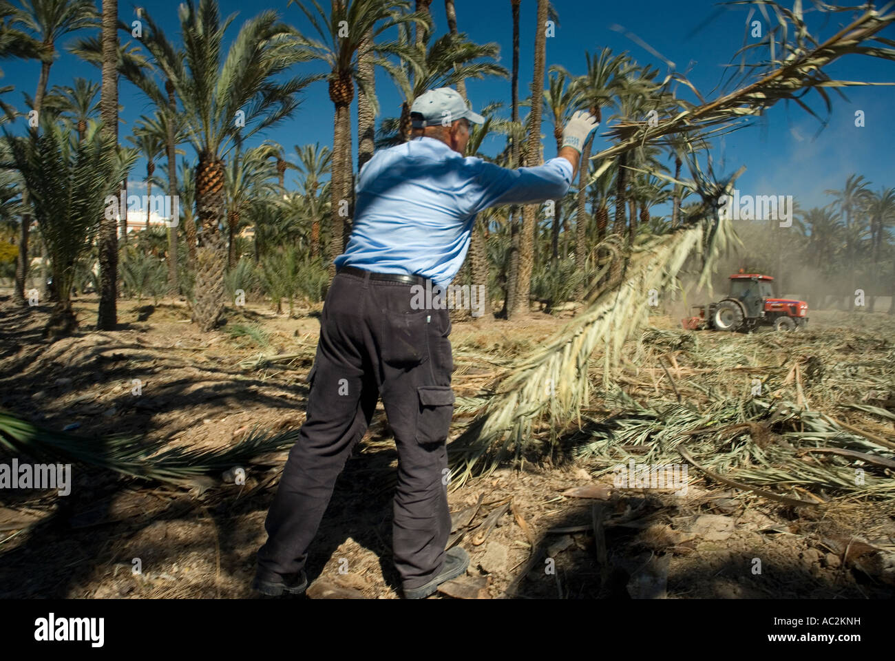 Spanish palm worker Stock Photo - Alamy