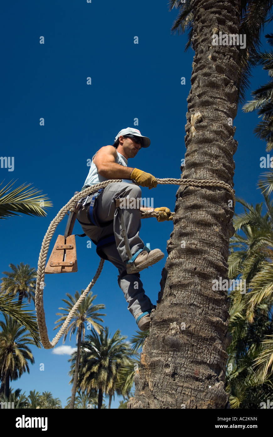 Spanish palm climber Stock Photo - Alamy