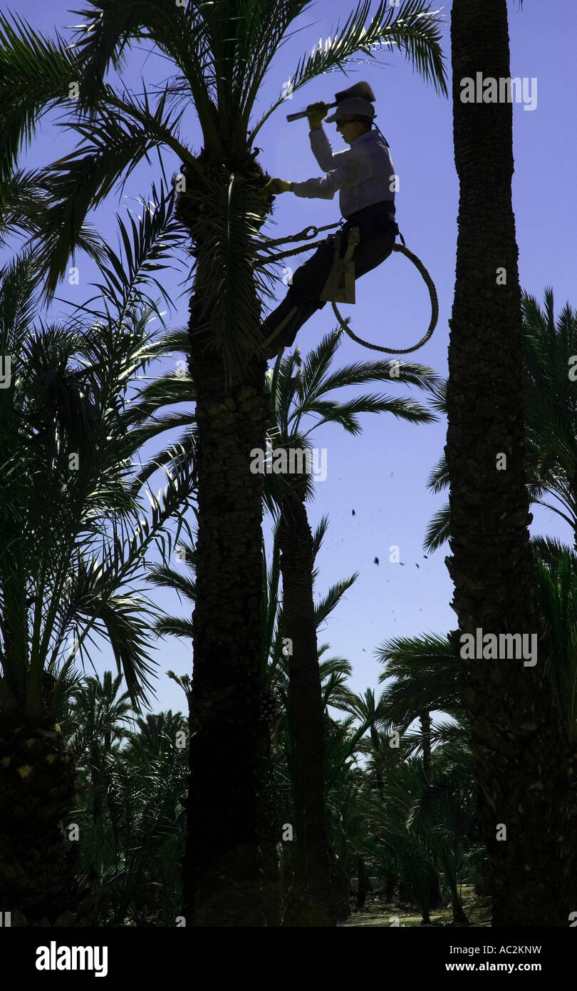 Spanish palm climber Stock Photo - Alamy