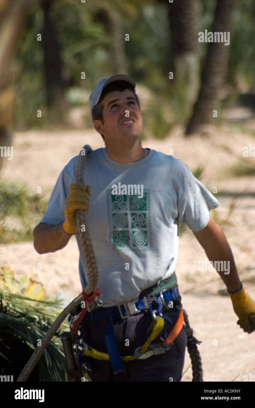Spanish palm climber Stock Photo - Alamy