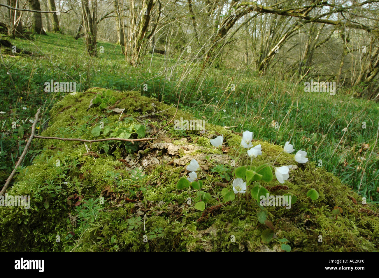 Wood Sorrel growing in moss on rotting log shown in its woodland ...
