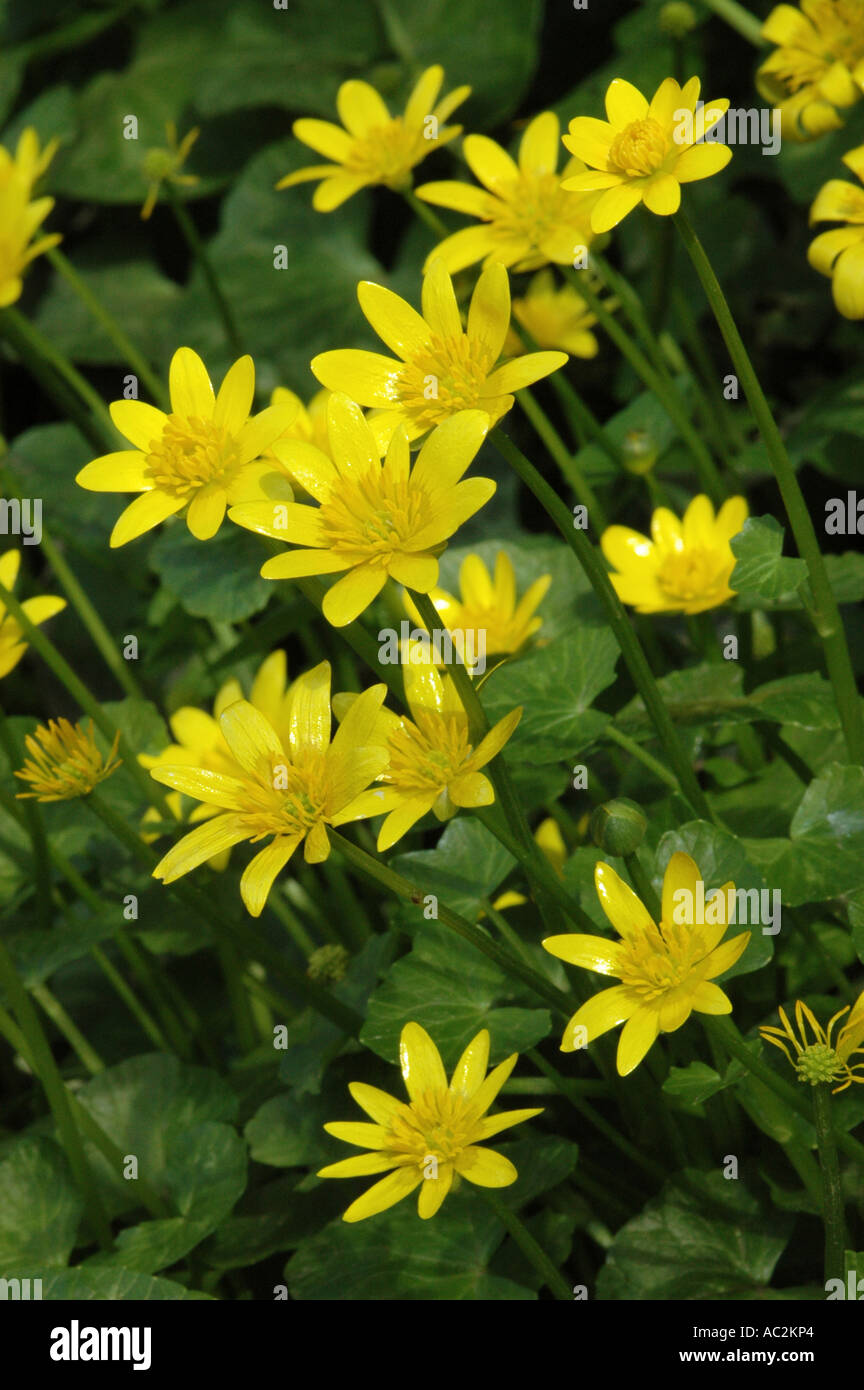 Yellow celandine ireland hi-res stock photography and images - Alamy