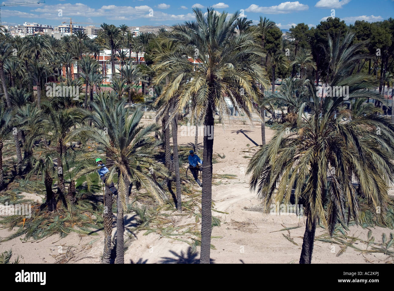 The Elche palmgrove covers 5,000 square kilometres. In the region there ...