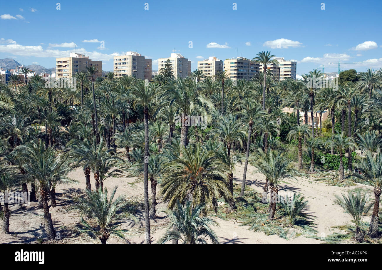 The Elche palmgrove covers 5,000 square kilometres. In the region there ...