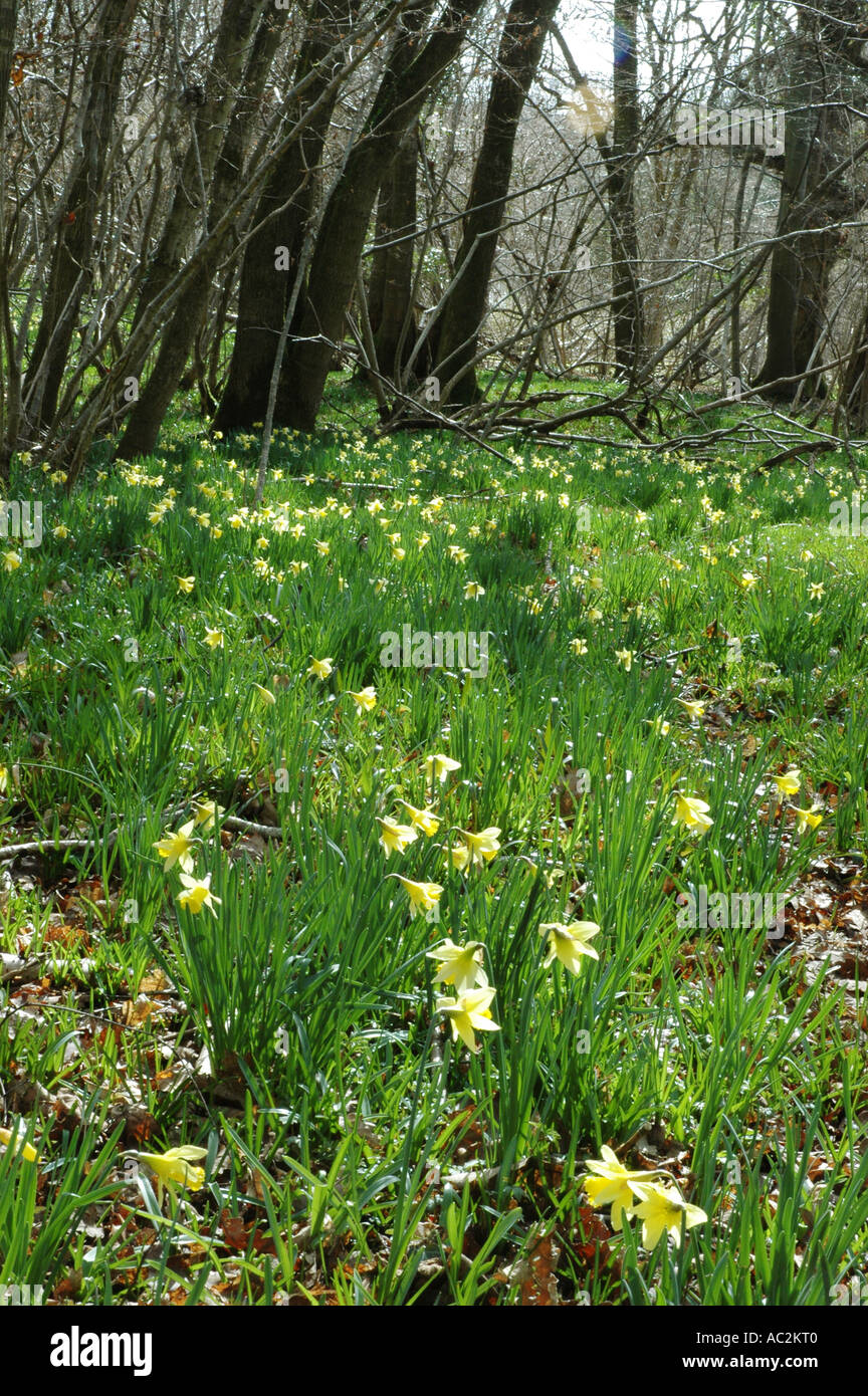 Indigenous Wild Daffodils growing in woodland Stock Photo - Alamy