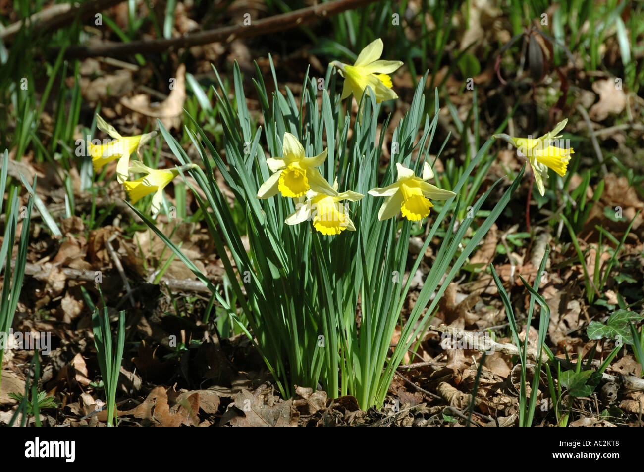 Group cheerful spring daffodils hi-res stock photography and images - Alamy