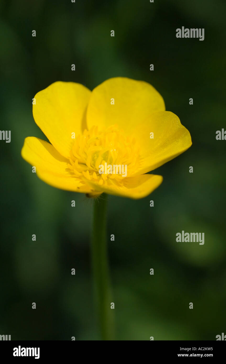 Large ranunculus hi-res stock photography and images - Alamy