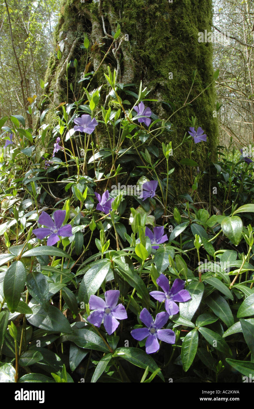 Lesser Periwinkle growing at base of woodland tree Stock Photo - Alamy
