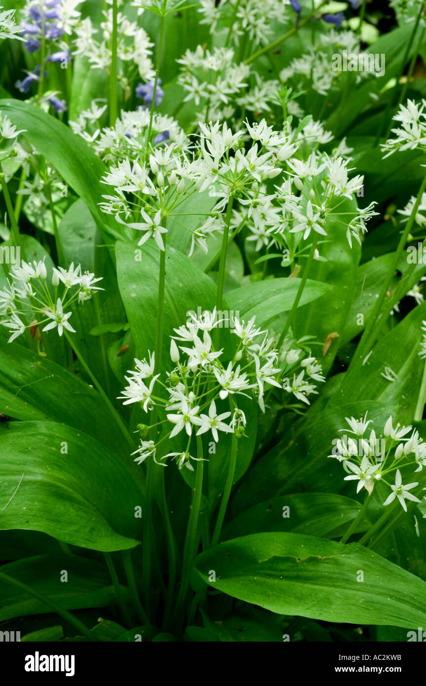 Ramsons Wild Garlic Allium ursinum Stock Photo - Alamy