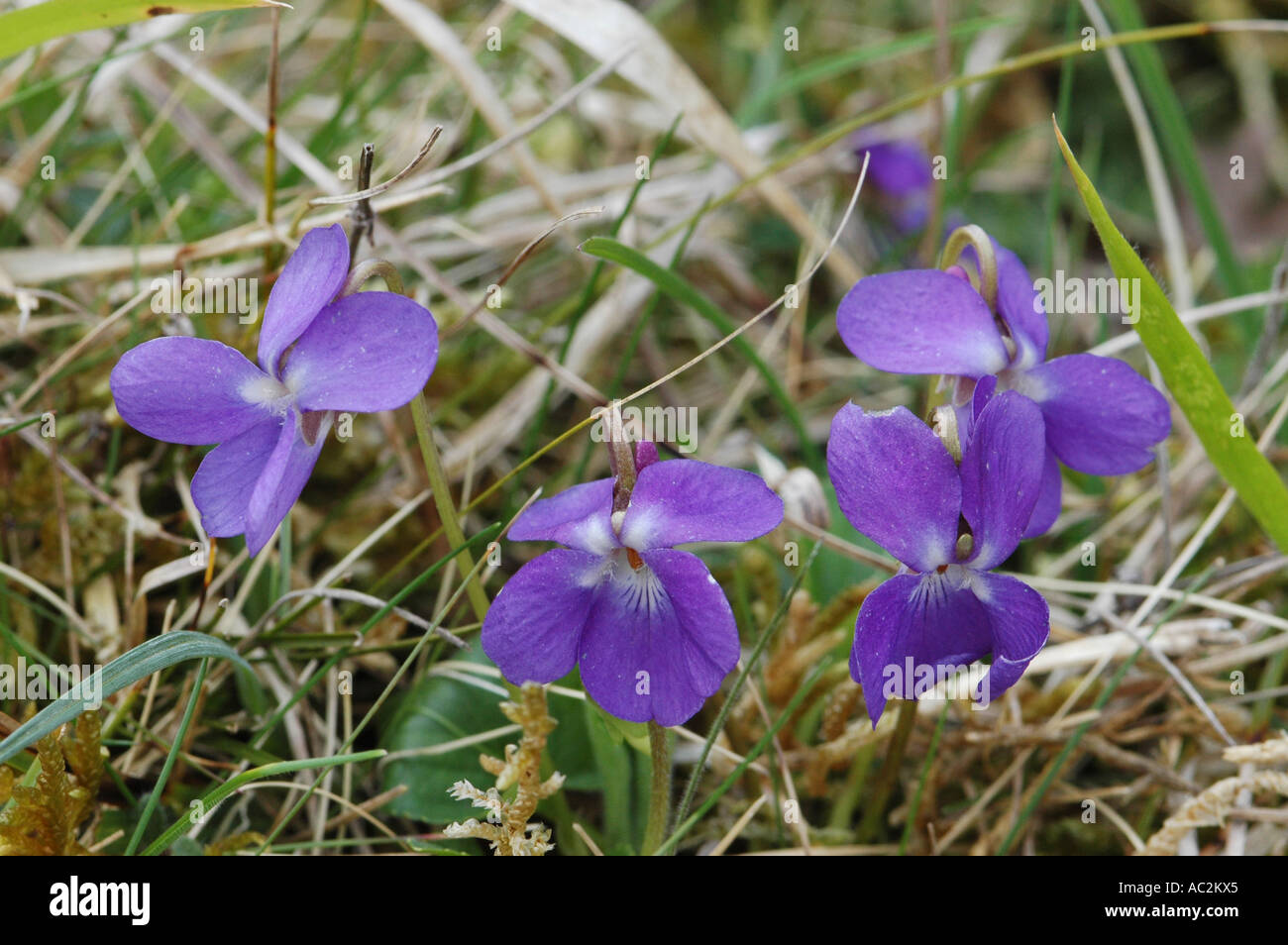 Little Group of Common Dog Violets Stock Photo - Alamy