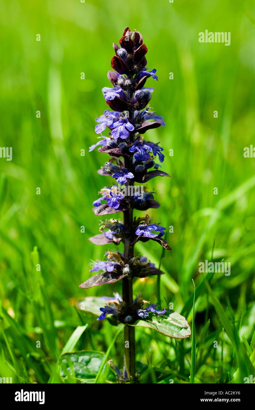 Bugle flowers hi-res stock photography and images - Alamy