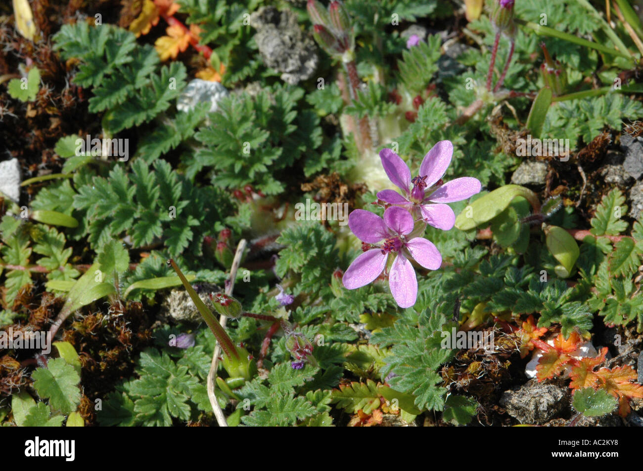 Storksbill weed hi-res stock photography and images - Alamy
