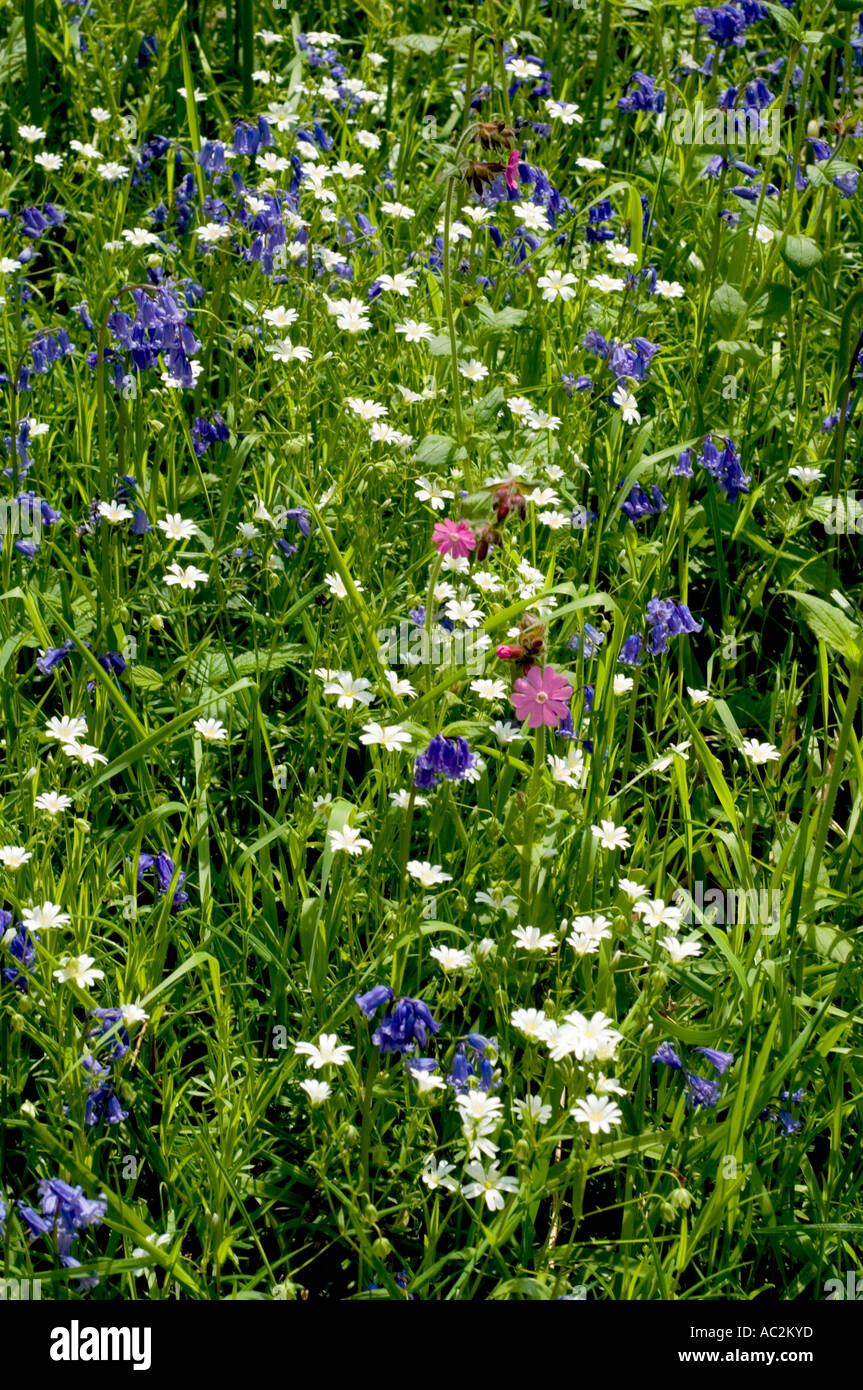 Spring wild flowers Wimborne Southen England UK Stock Photo - Alamy