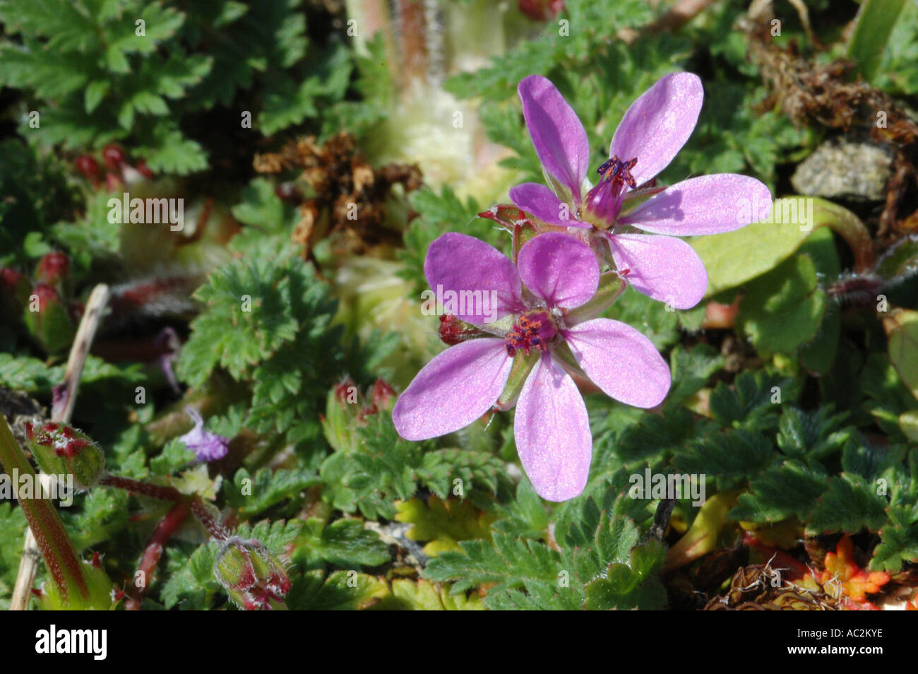 Storksbill weed hi-res stock photography and images - Alamy