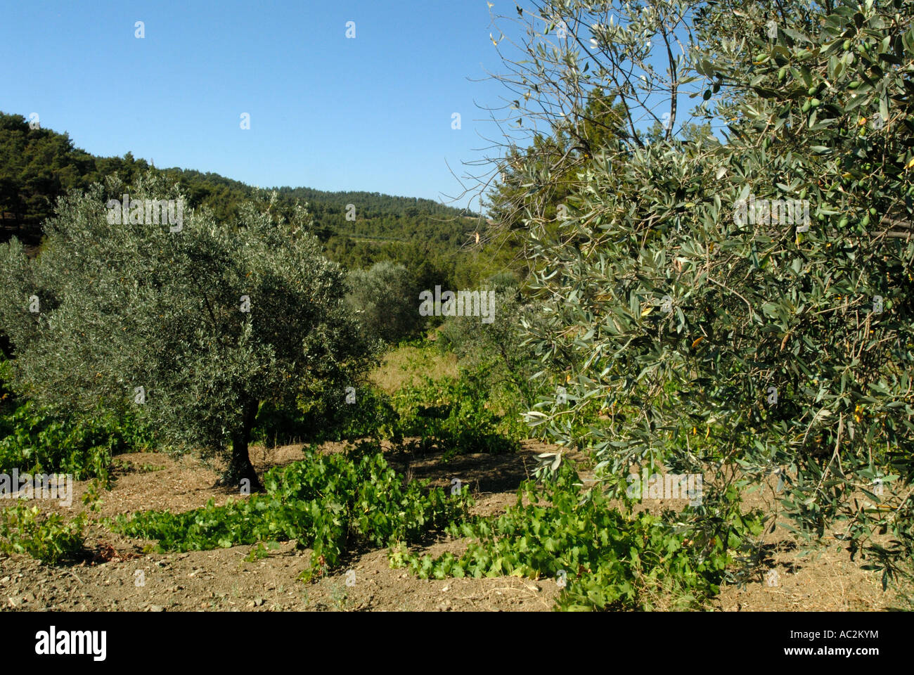 Olive (Olea europaea) and European Grapewine (Vitis vinifera Stock ...