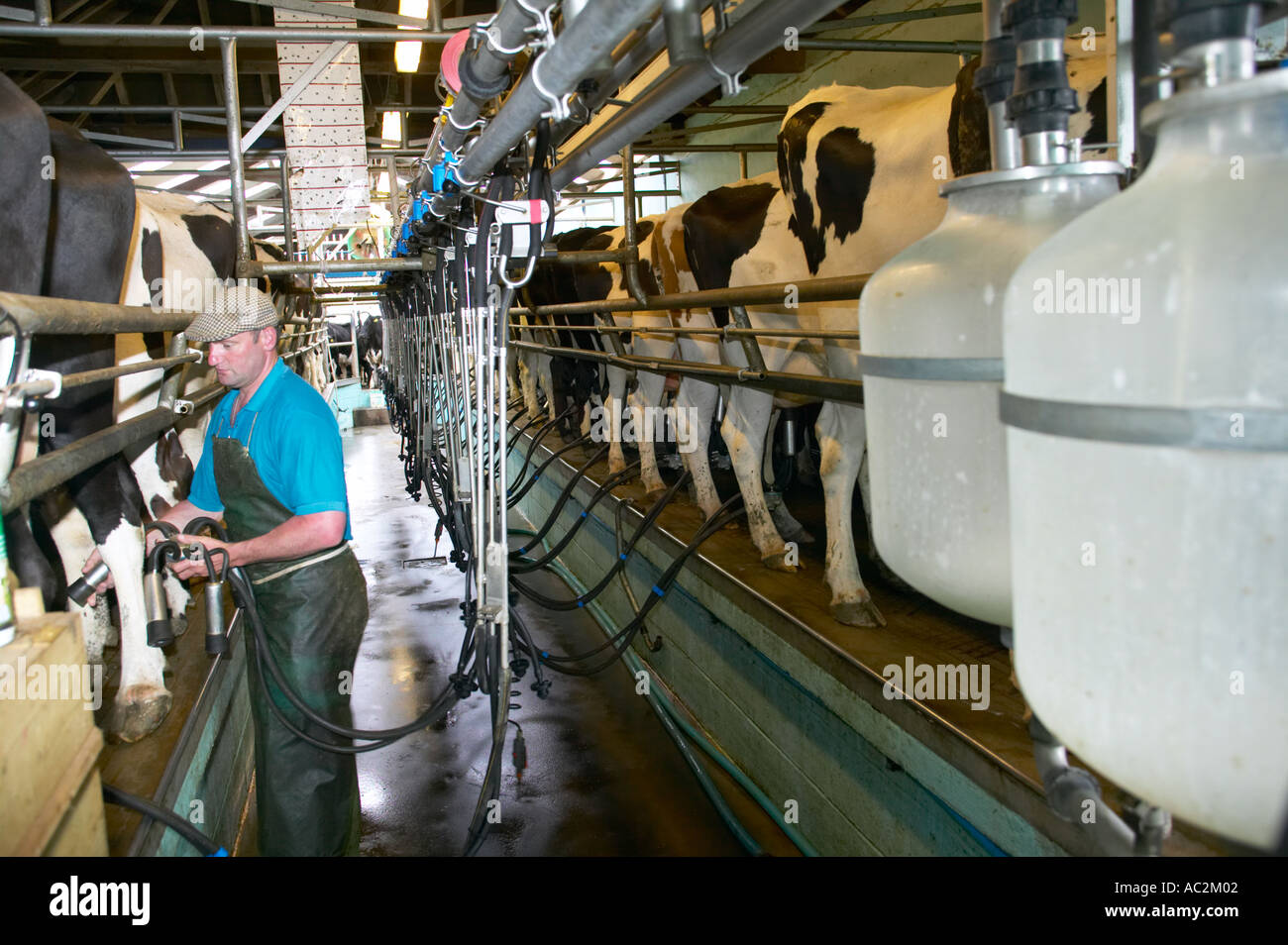 Clean milking parlour hi-res stock photography and images - Alamy