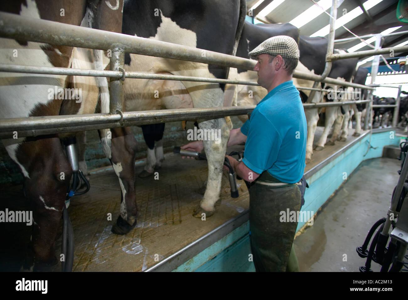 Dairy man milking cattle at Acorn Organic Dairy Stock Photo - Alamy