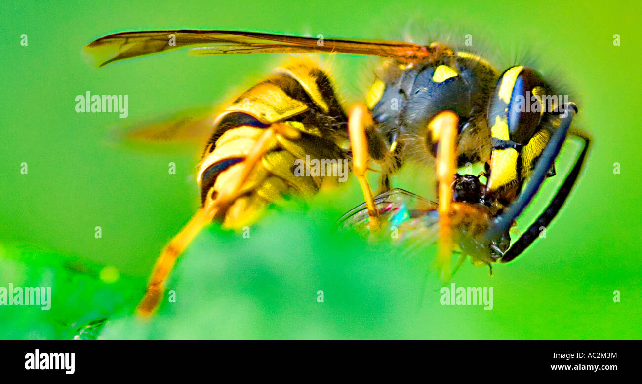 A Wasp Eats a Fly Stock Photo - Alamy