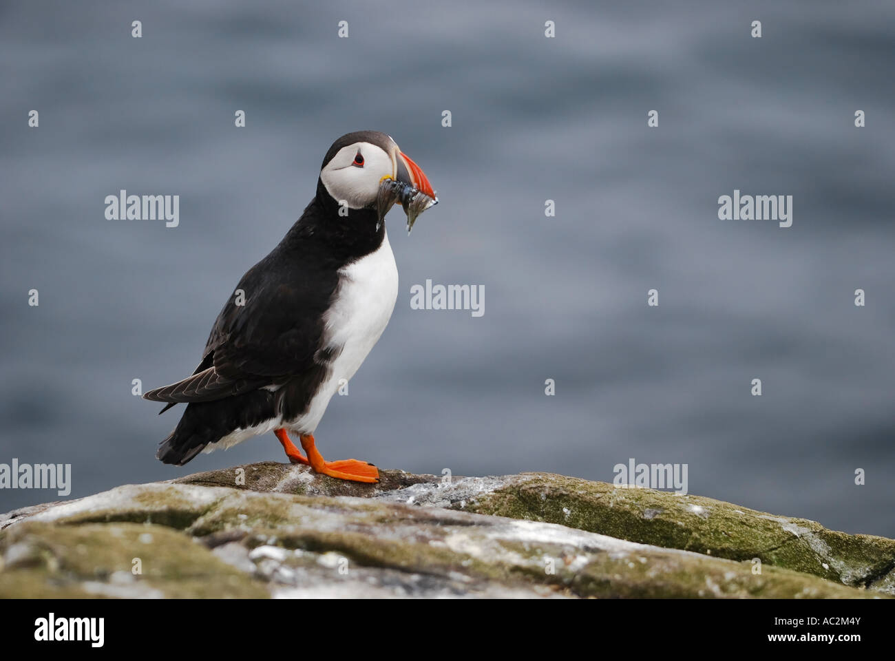 Full body puffin hi-res stock photography and images - Alamy
