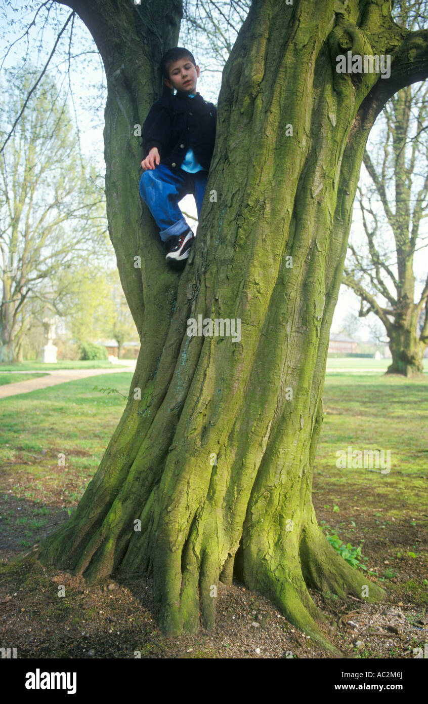 young boy in a tree Stock Photo - Alamy