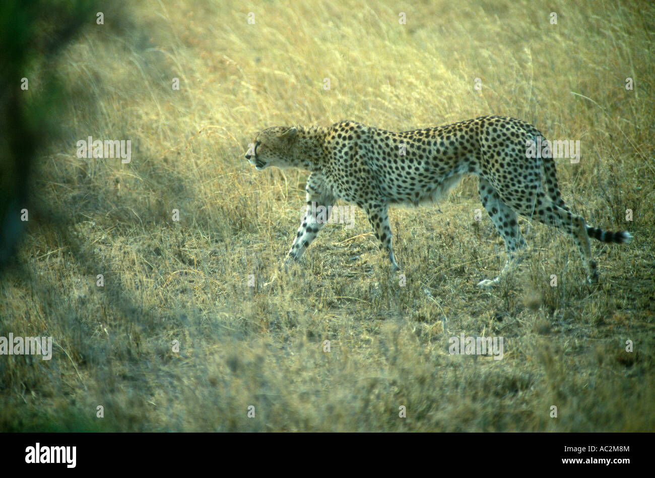 Predator tanzania safari africa safari serengeti holiday vacation hi ...