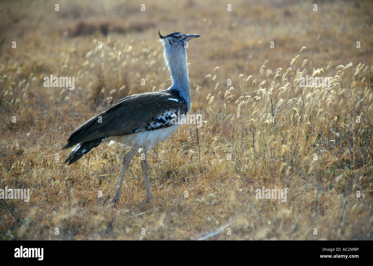 kori bustard (Ardeotis kori) at Serengeti National Park in Tanzania in ...