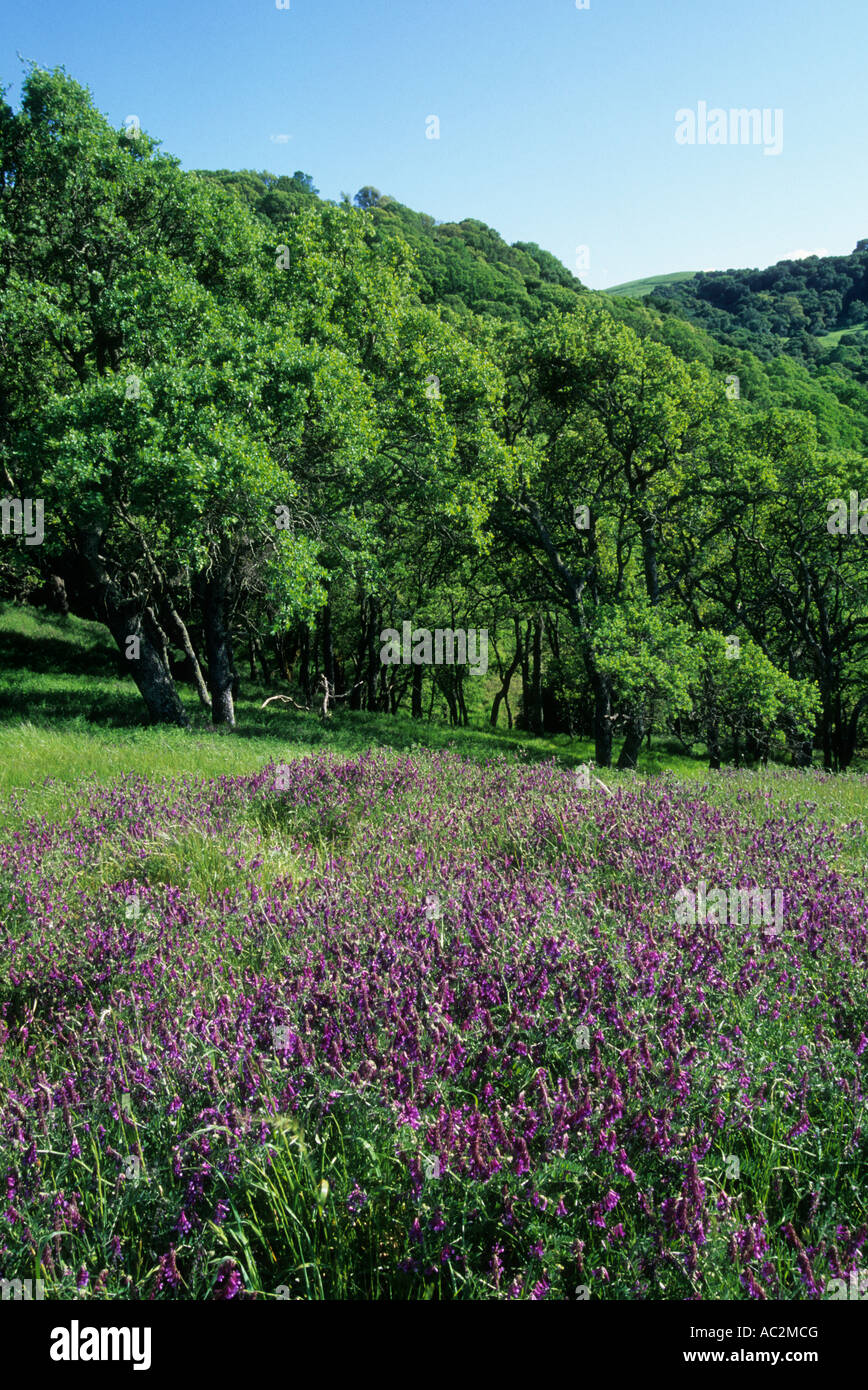 Flowers and meadow in Briones Regional Park, California, USA Stock ...