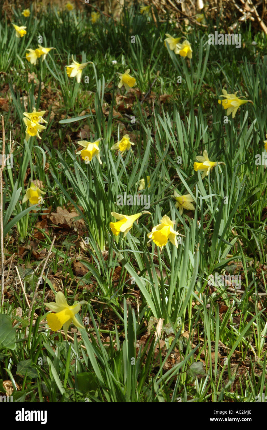 Indigenous Wild Daffodils growing in woodland Stock Photo - Alamy