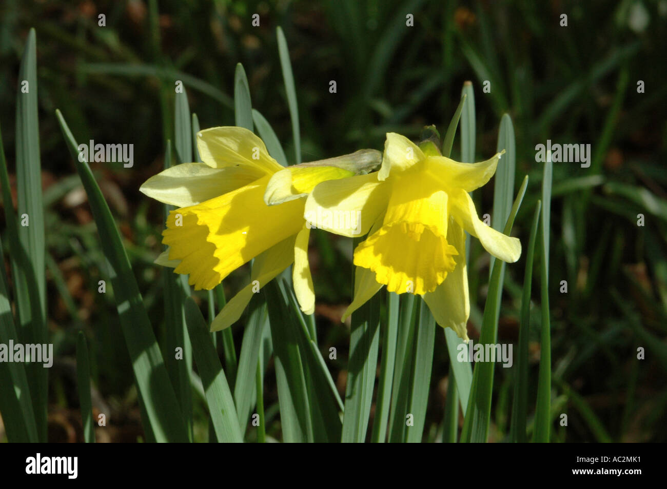 Indigenous Wild Daffodils growing in woodland Stock Photo - Alamy