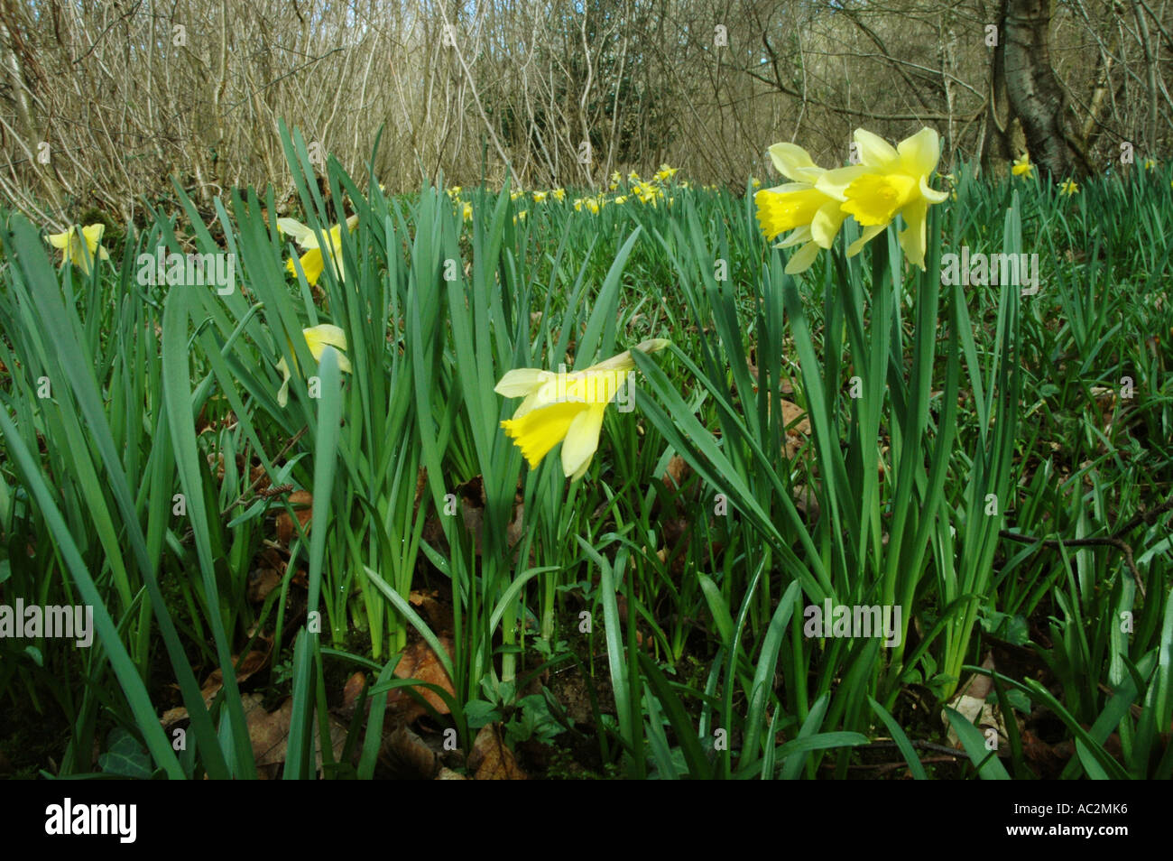 Indigenous Wild Daffodils growing in woodland Stock Photo - Alamy