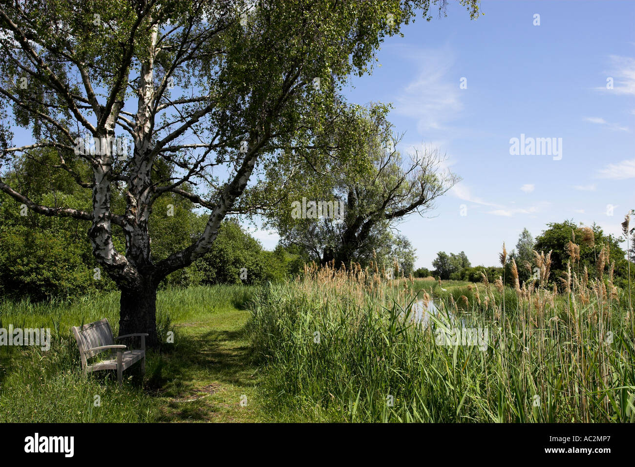 Bench under the shade of a tree Stock Photo - Alamy
