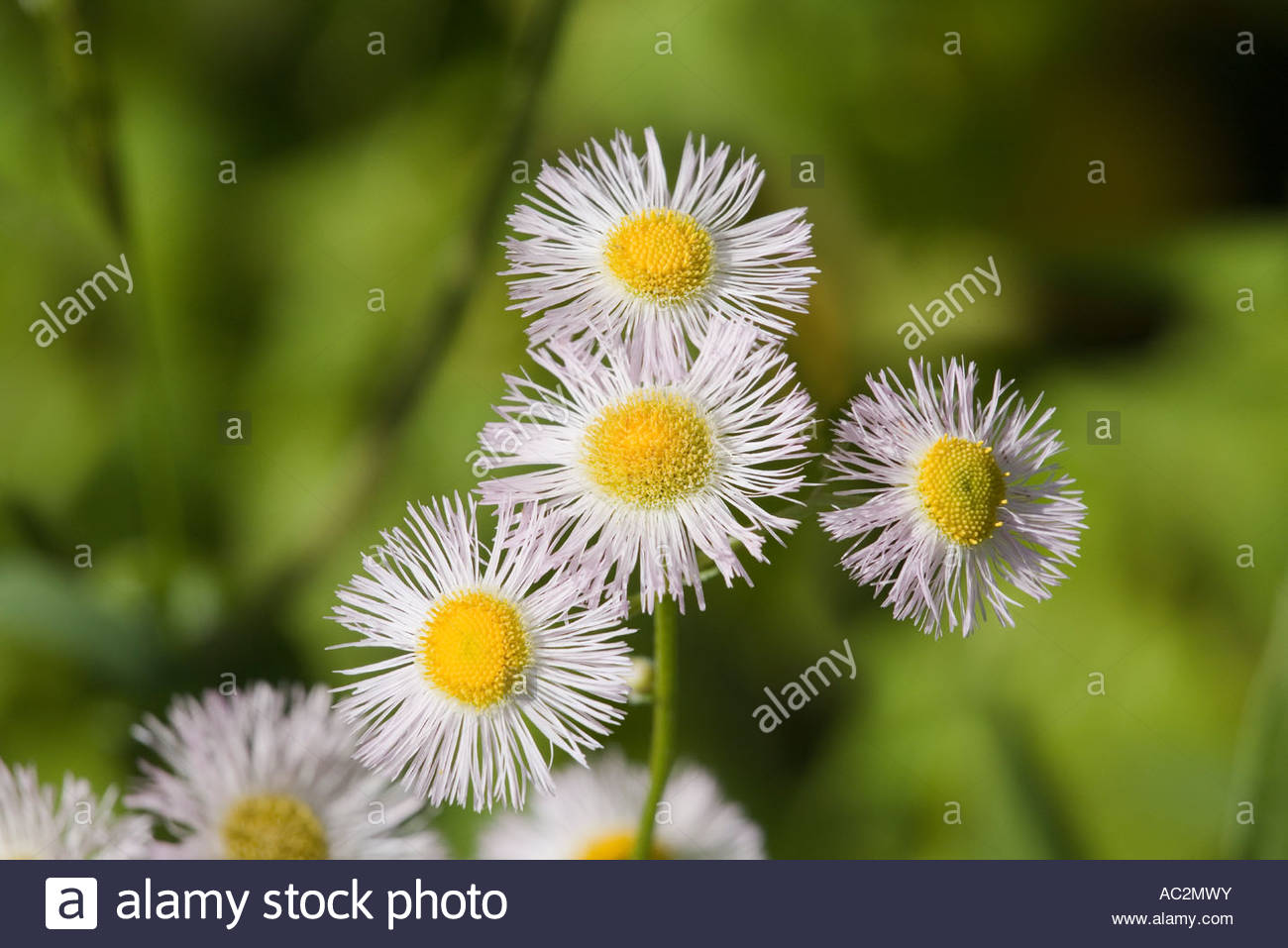 Common Fleabane High Resolution Stock Photography and Images - Alamy