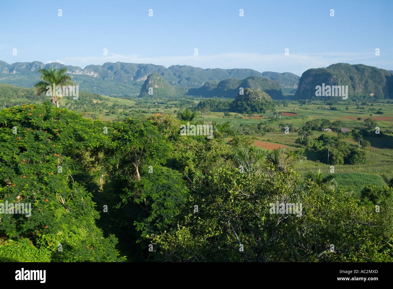 Cuban countryside showing lush vegetation amongst the Mogotes in the ...