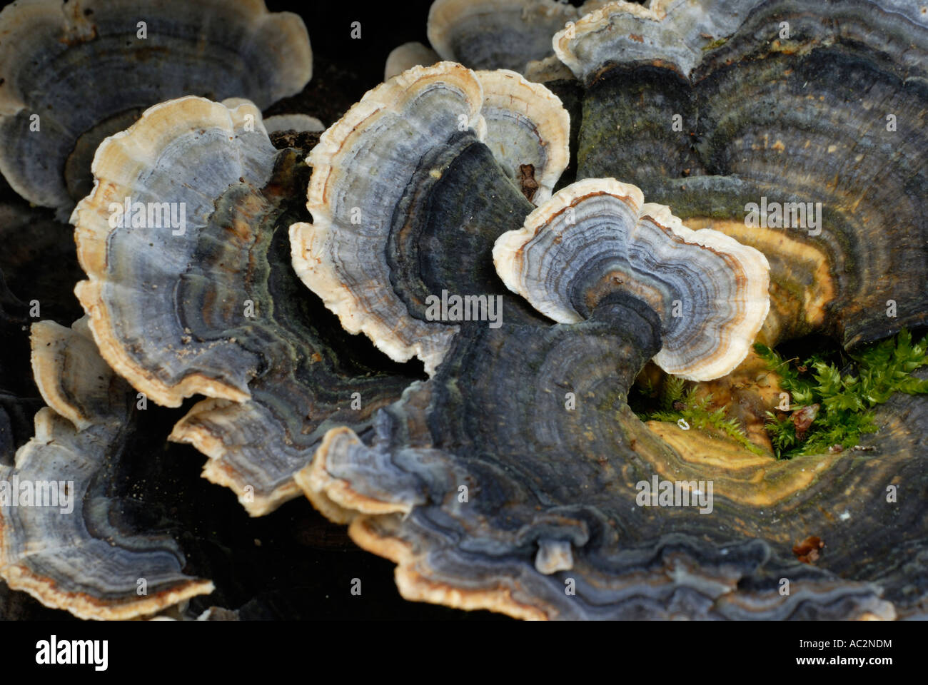 Many zoned polypore hi-res stock photography and images - Alamy