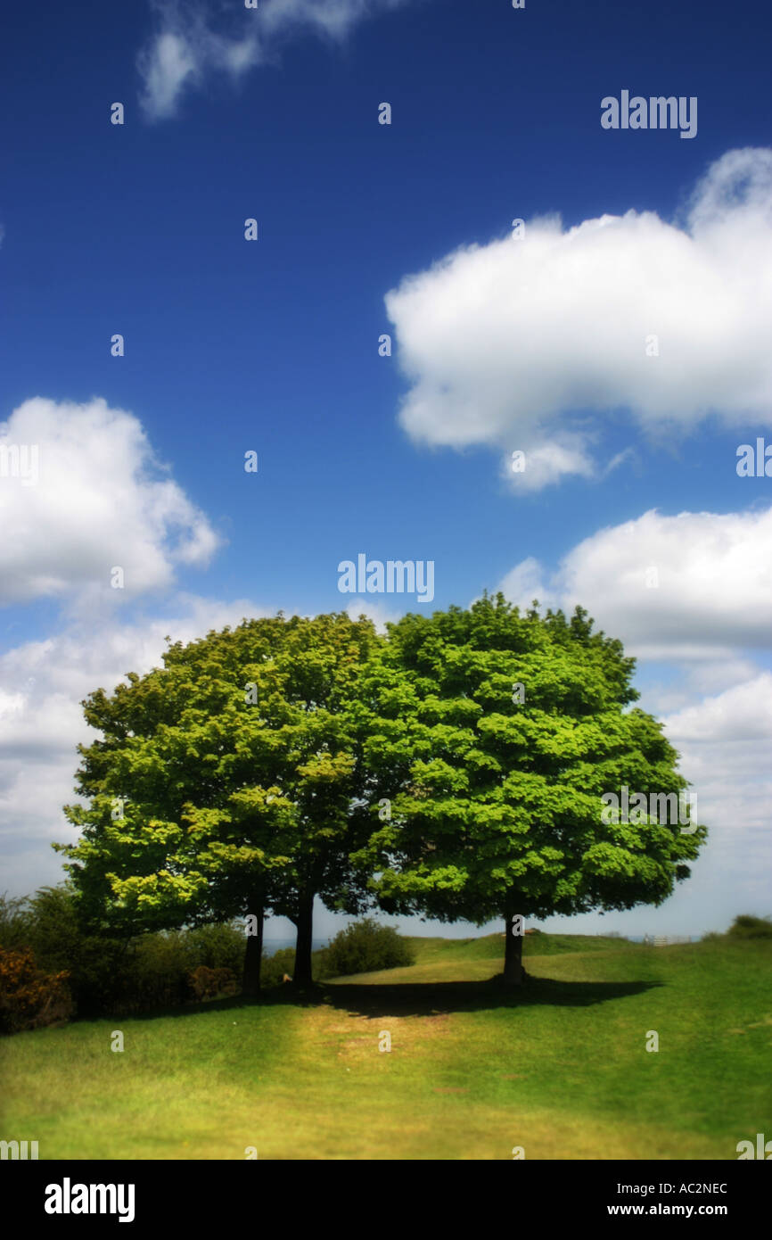 Trees tree nature countryside hi-res stock photography and images - Alamy