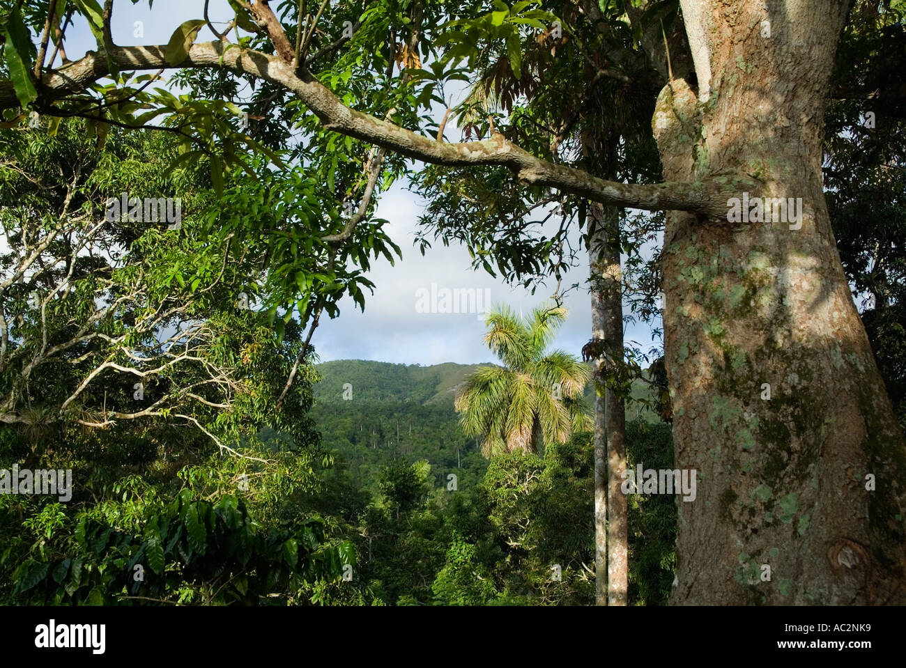 Las terrazas forest hi-res stock photography and images - Alamy