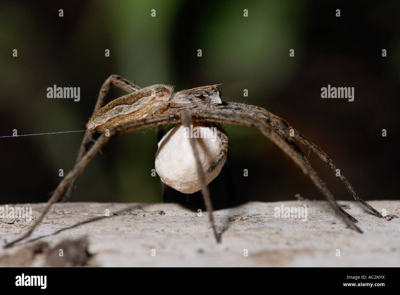 Nursery web spider, Pisaura mirabilis carrying egg sac with thread ...