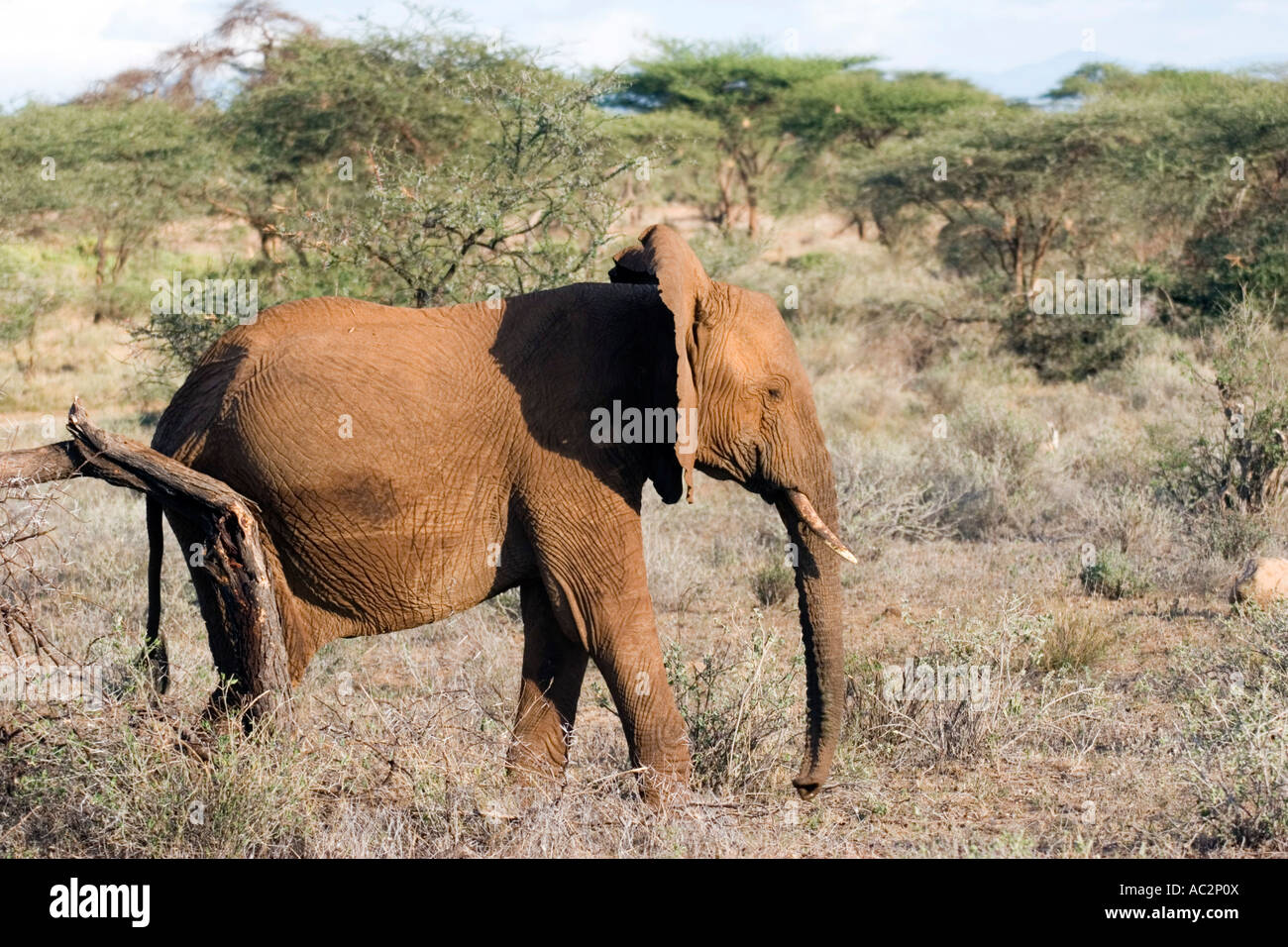 Elephant scratch hi-res stock photography and images - Alamy