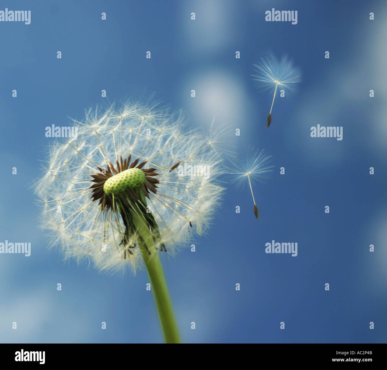 Seeds and light hi-res stock photography and images - Alamy