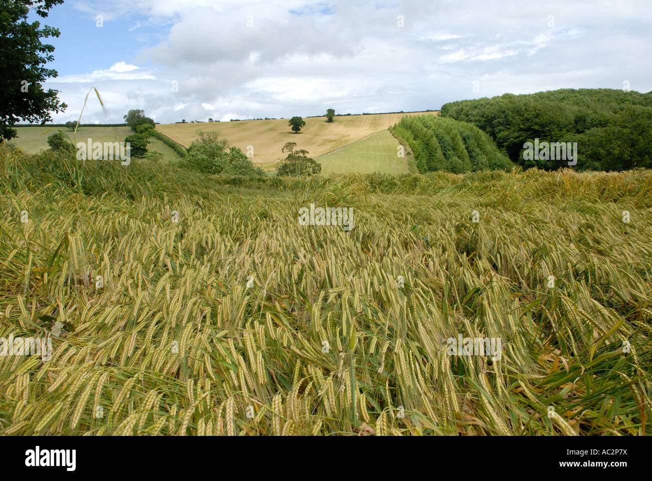 Crop damage by weather Stock Photo - Alamy