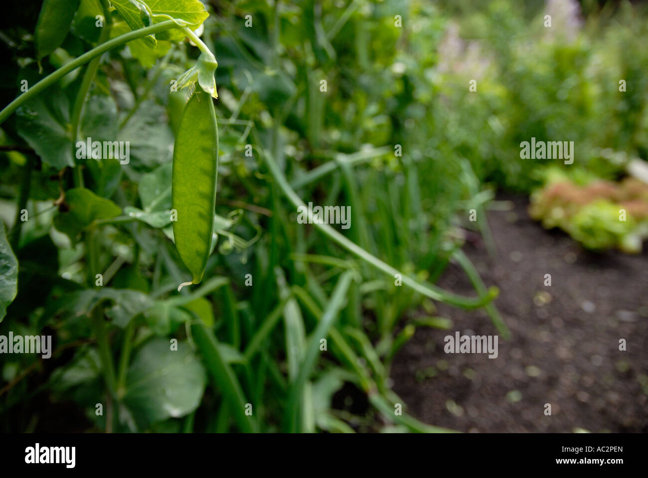 Climbing pea plants in a mixed vegetable bed Stock Photo - Alamy
