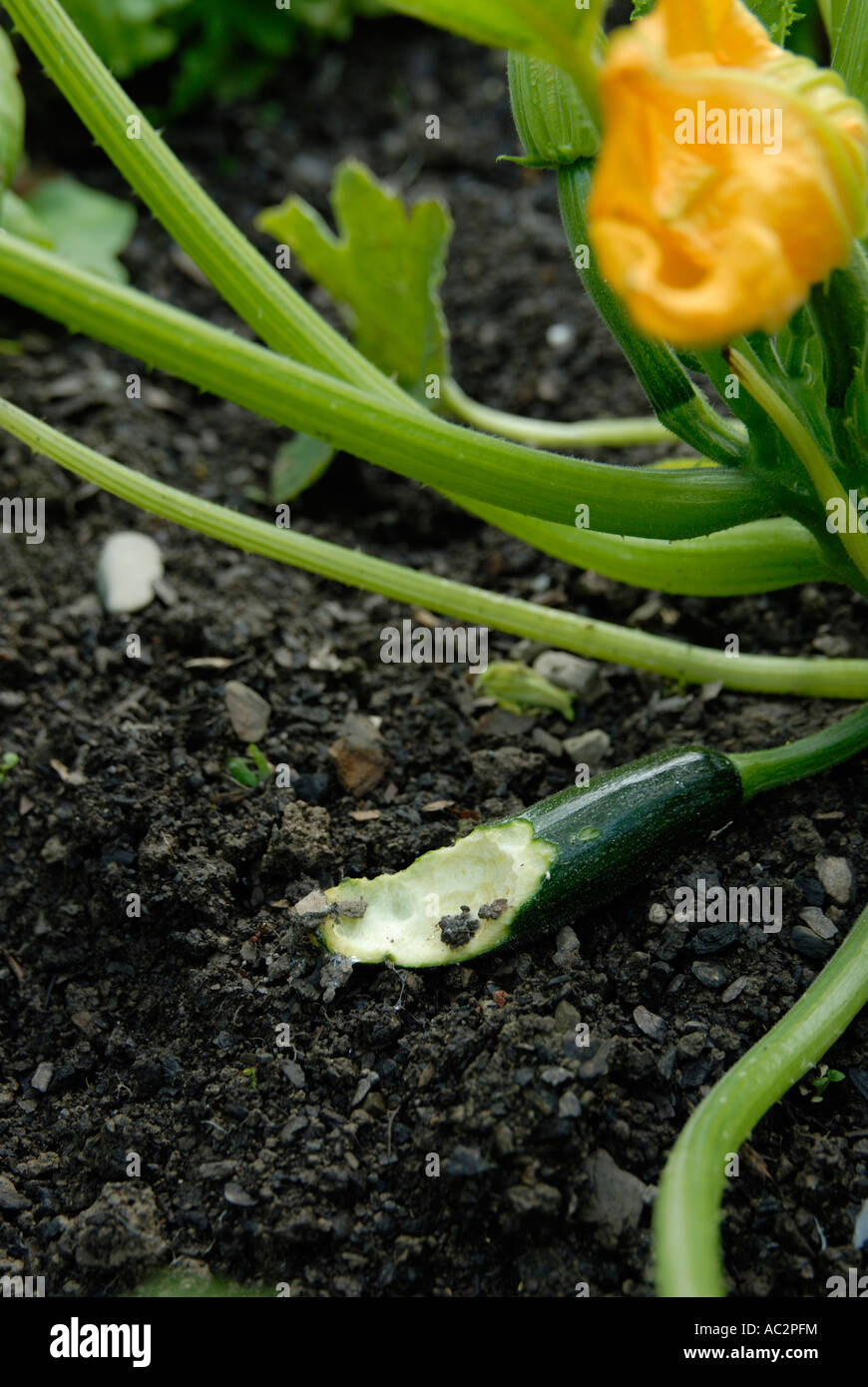 Courgette flower and fruit with slug damage Stock Photo - Alamy