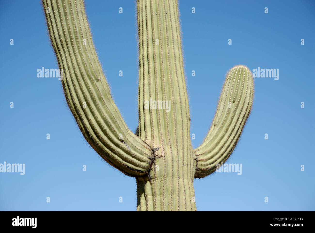 Cactus arms hi-res stock photography and images - Alamy