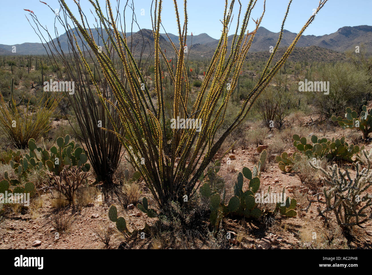 Ocotillo, Fonquieria splendens, stems backlit with red ocotillo flowers ...