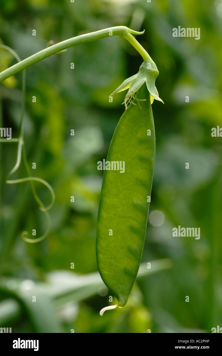 Fresh Pea pod Stock Photo - Alamy