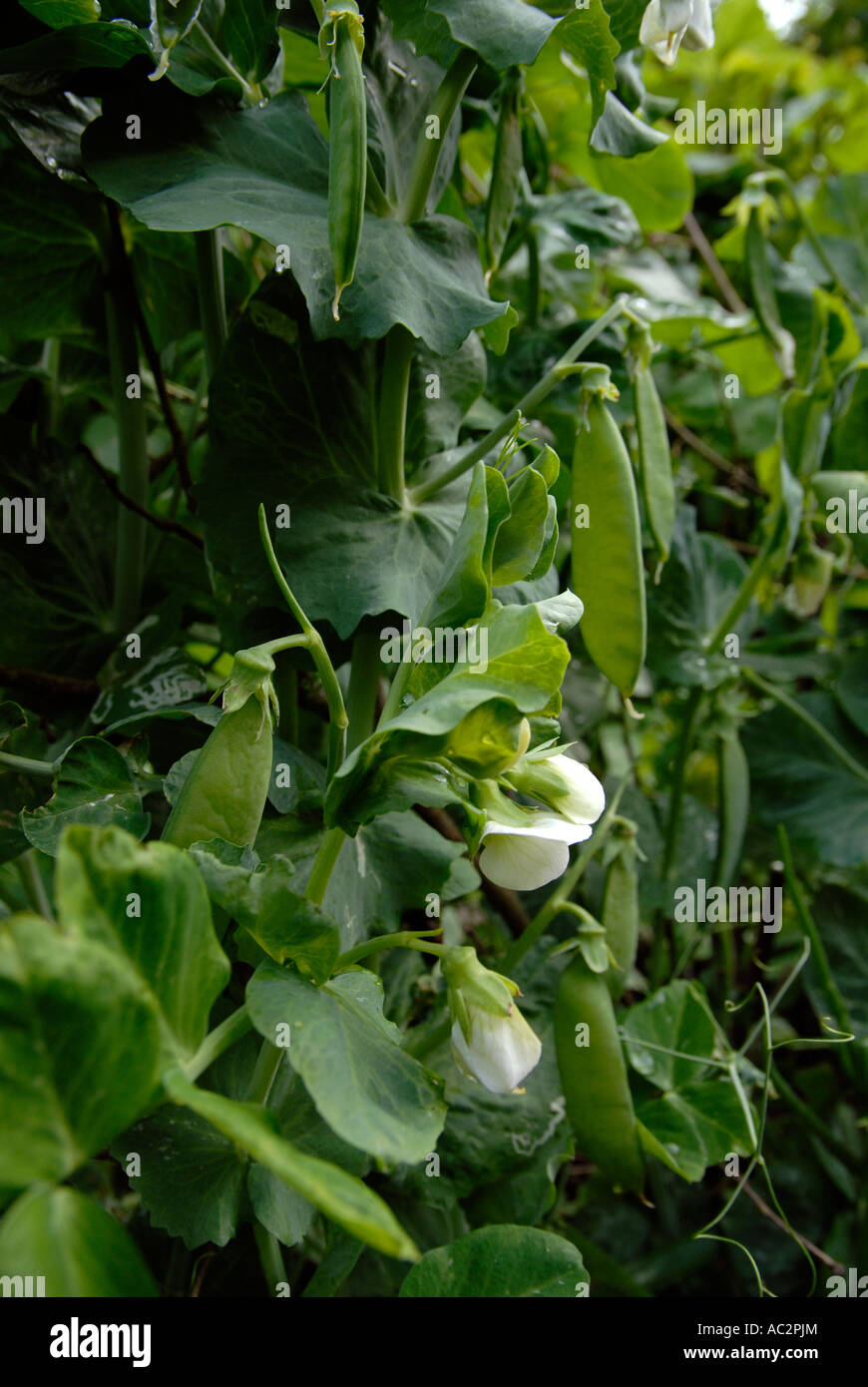 Climbing pea plants in a vegetable bed Stock Photo - Alamy