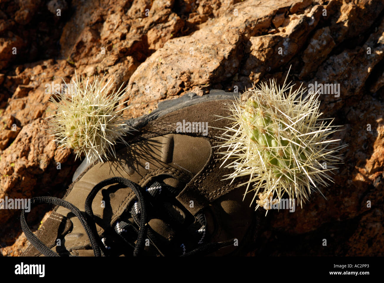 Barbed cholla cactus hi-res stock photography and images - Alamy