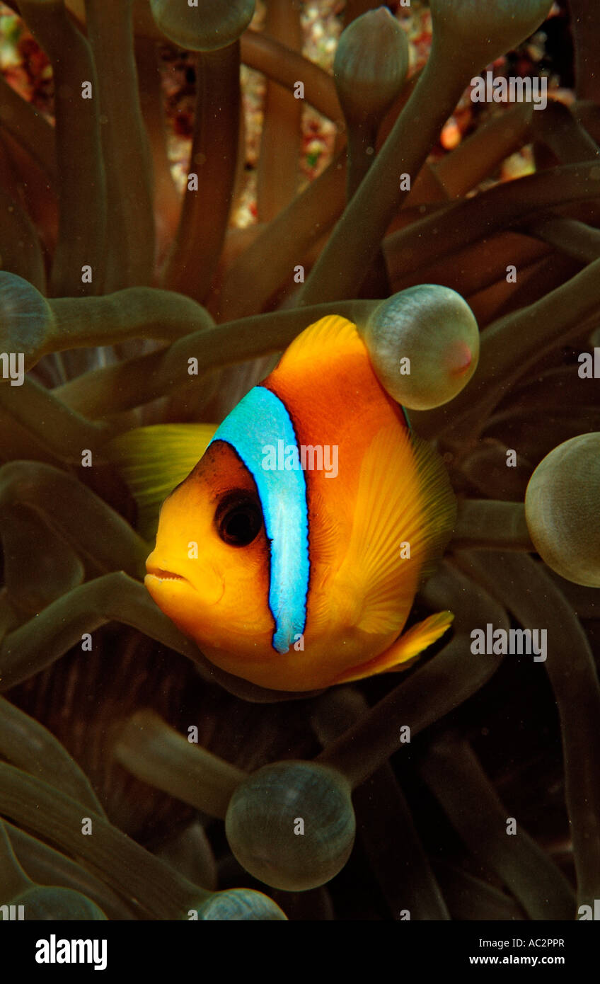 Anemone fishe amphiprion bicinctus sudan hi-res stock photography and ...