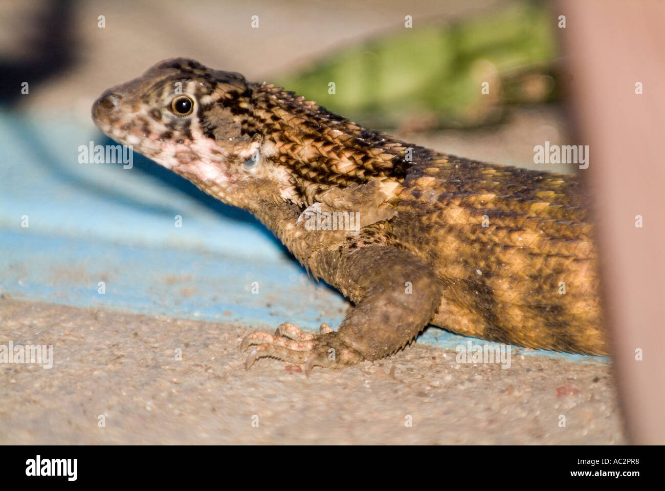 Northern curly tailed lizard hi-res stock photography and images - Alamy