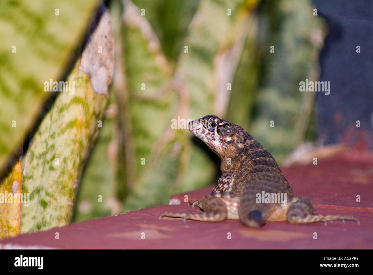 Northern Curly Tailed Lizard High Resolution Stock Photography and ...